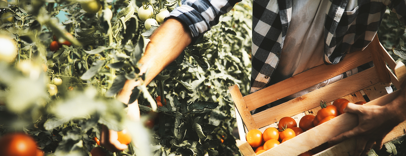 Praca sezonowa | Zawodowo OLX